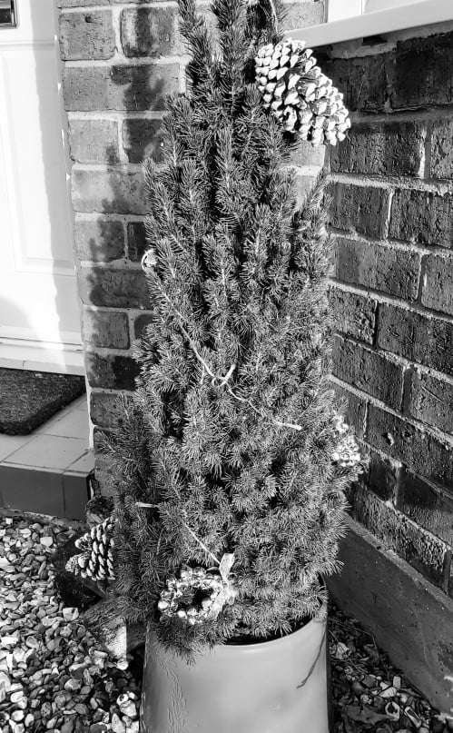 TOWIE go Wonky! - The Wonky Tree