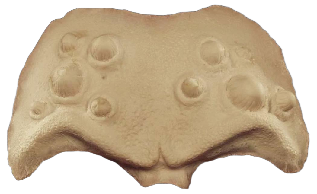 Horned Brow Foam Latex Prosthetic