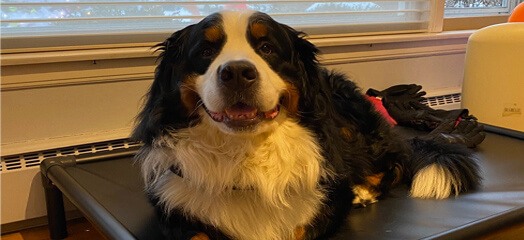 Kuranda Dog Beds® | Chew Proof Dog Beds