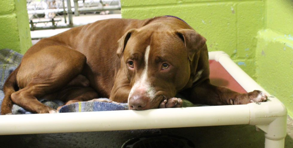 Kuranda Dog Beds® | Chew Proof Dog Beds