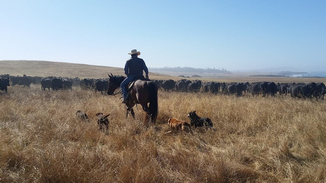 Hearst Ranch | Kuranda Dog Beds®