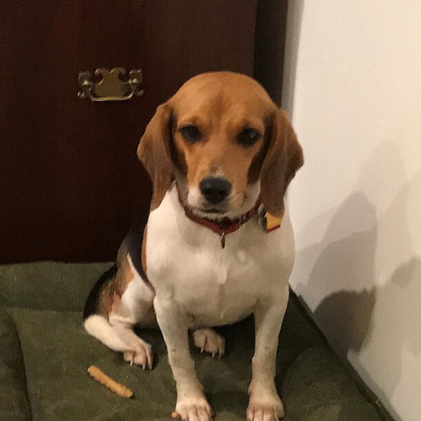 Kuranda Dog Beds® | Elevated, Chew Proof, Indestructible & Large Dog Beds