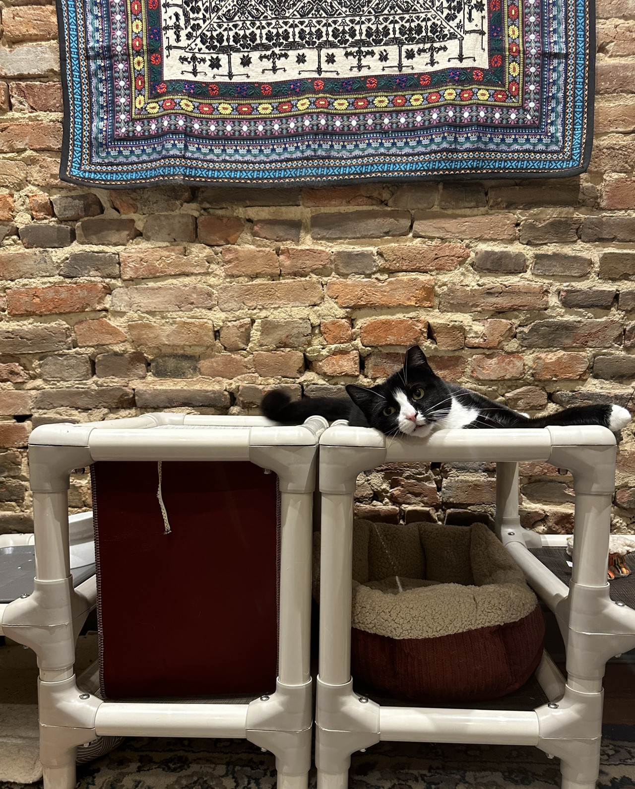 Why is Trap-Neuter-Release (TNR) Important? | Kuranda Dog Beds®