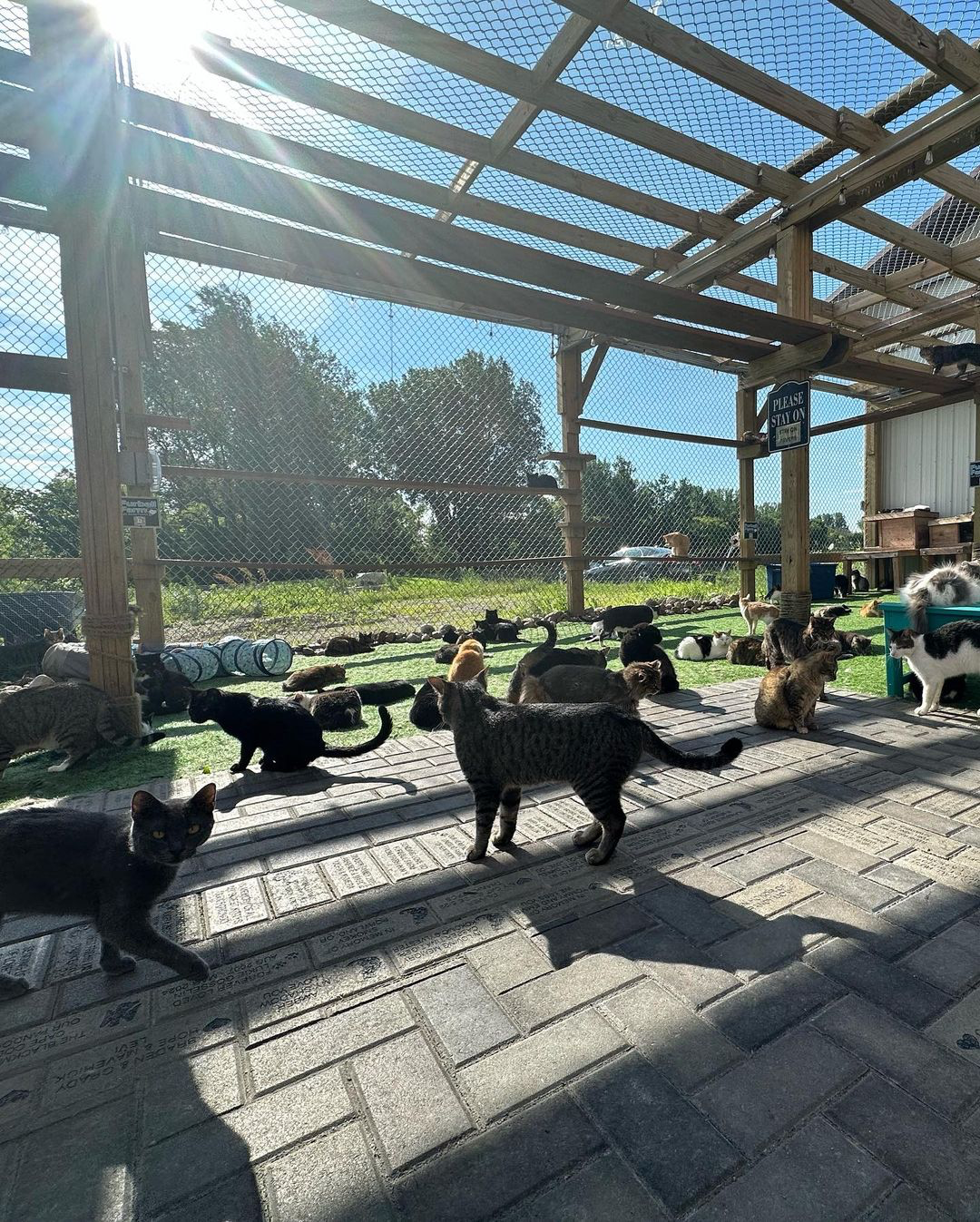 Shelter Shout Out: Furball Farm Cat Sanctuary | Kuranda Dog Beds®