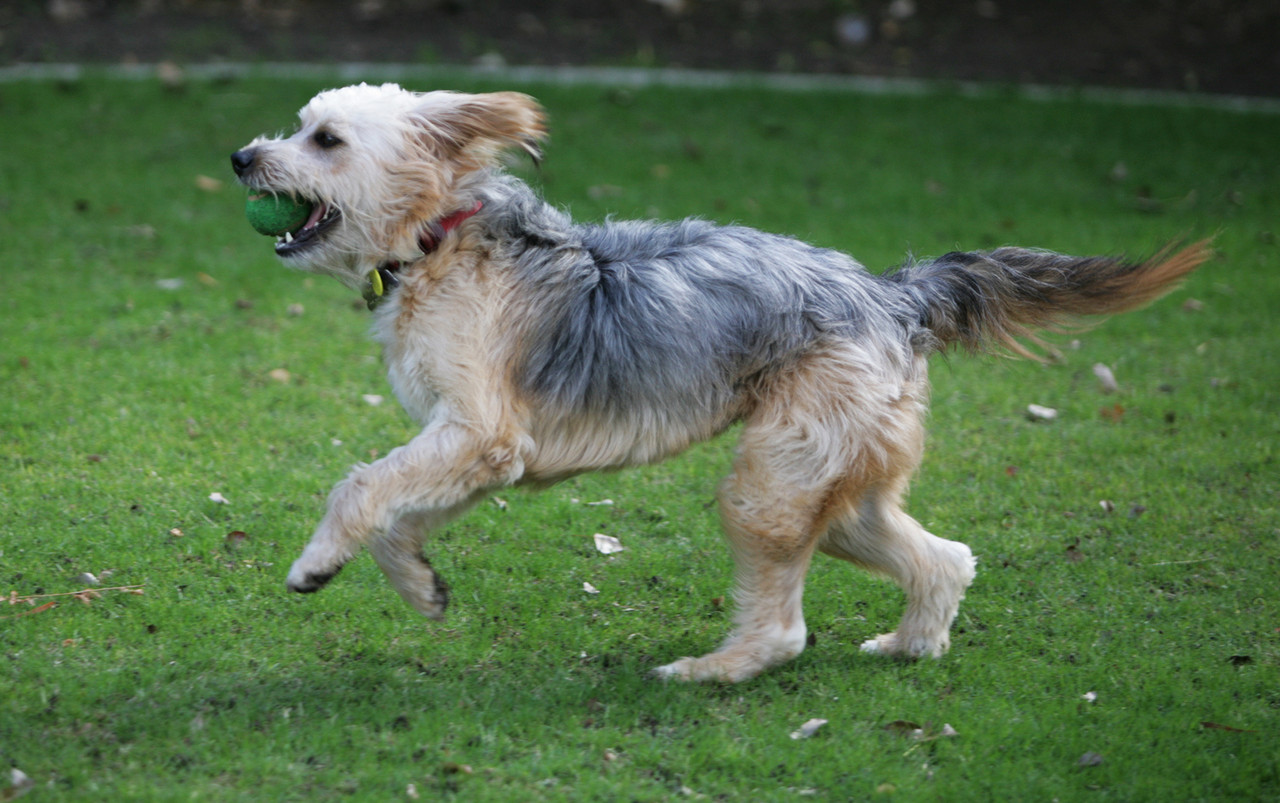 Indy, Oh Indy: The Amazing Story of a Shelter Dog from the Streets of ...