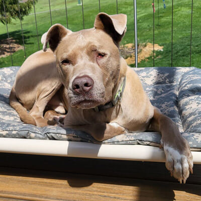 Kuranda Dog Beds® | Elevated, Chew Proof, Easy to Clean
