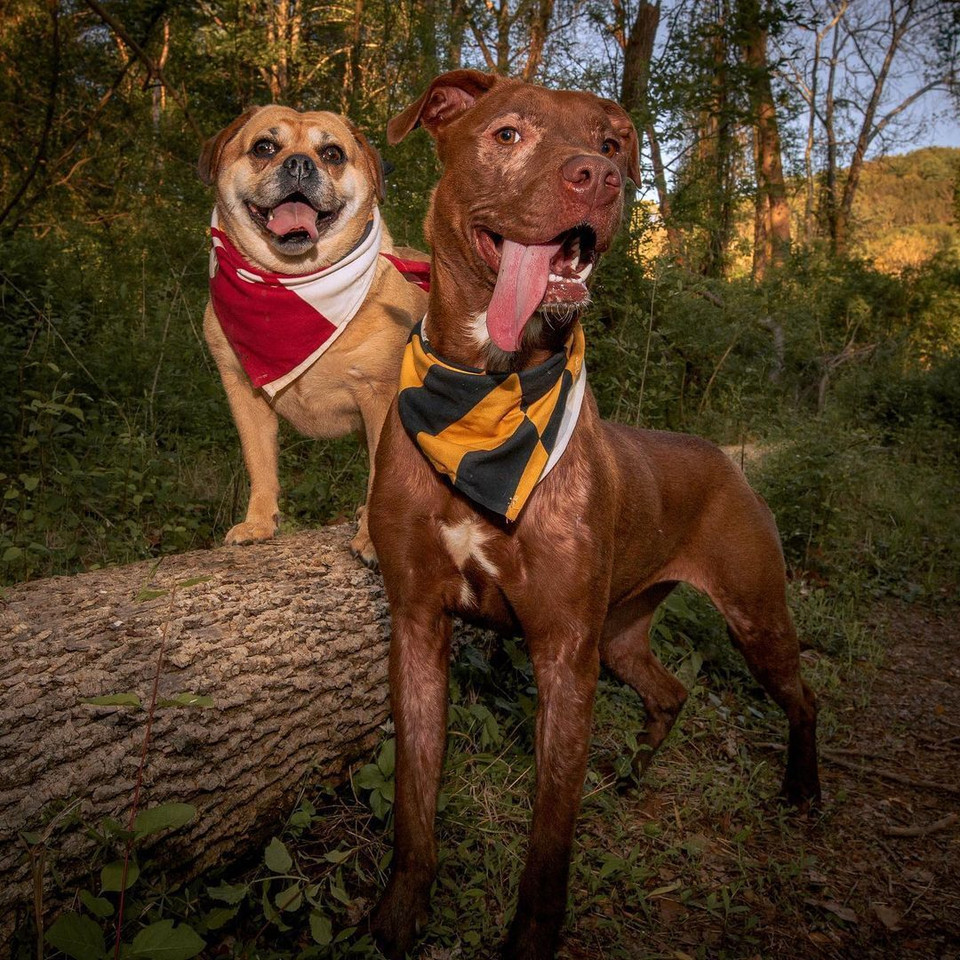 Top 10 Dog Friendly Hikes Near Baltimore, MD | Kuranda Dog Beds®