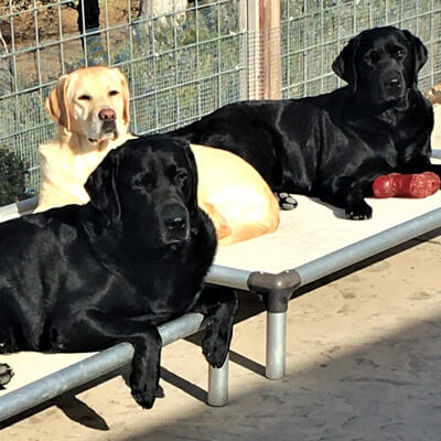 Kuranda Dog Beds® | Elevated, Chew Proof, Easy to Clean