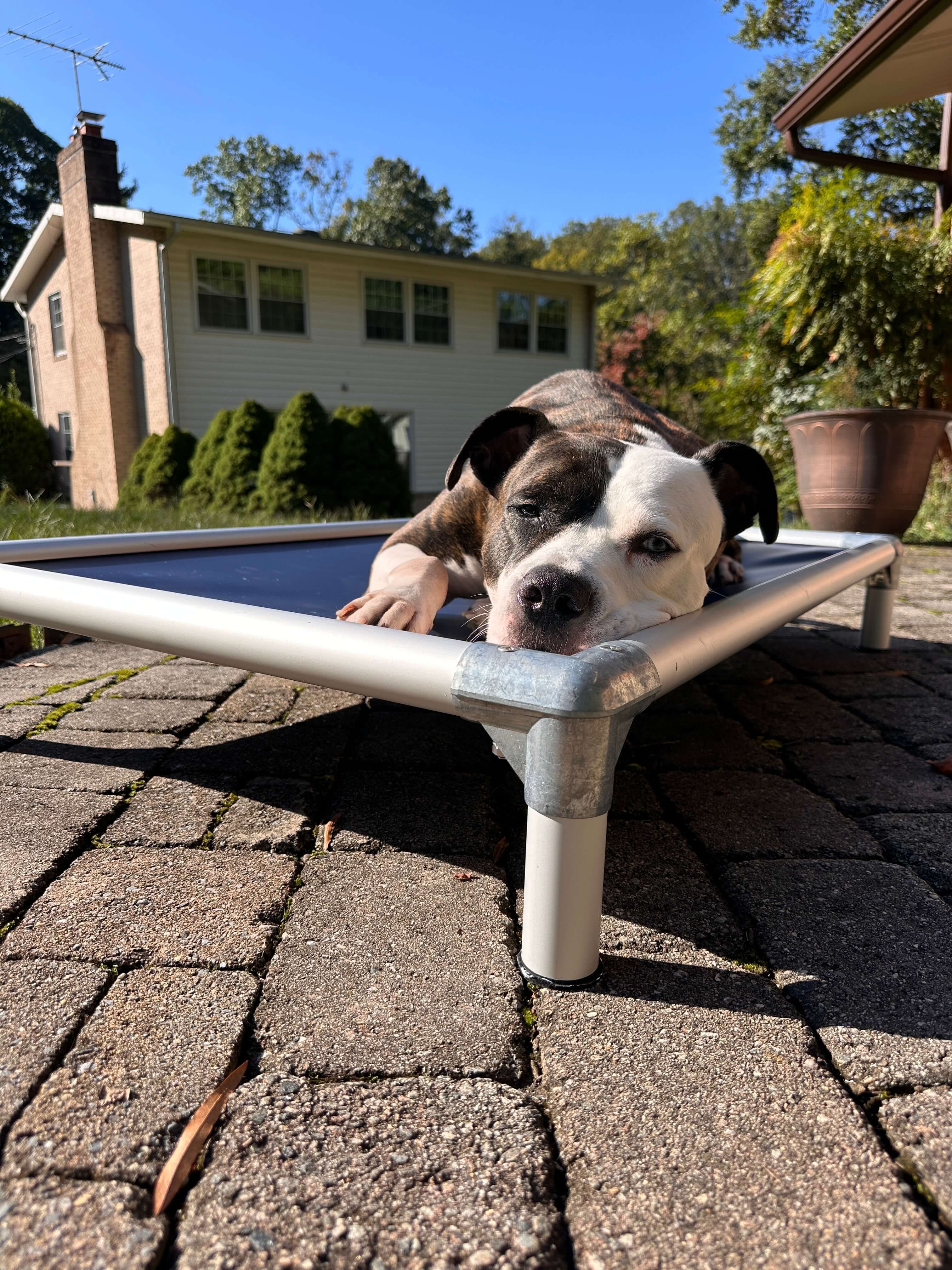 American Bulldog Dog Beds | Kuranda Dog Beds®