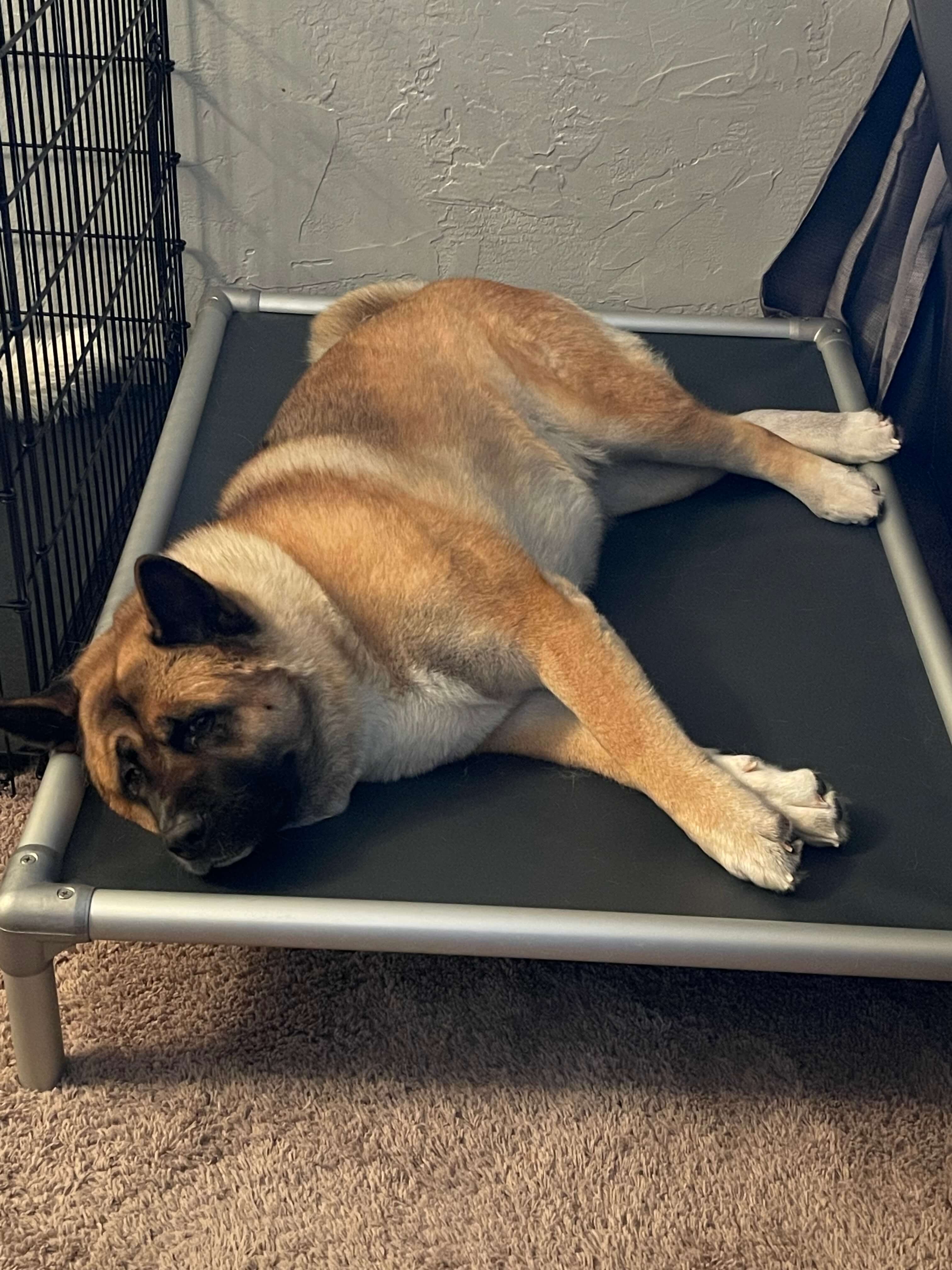 Akita Dog Beds | Kuranda Dog Beds®