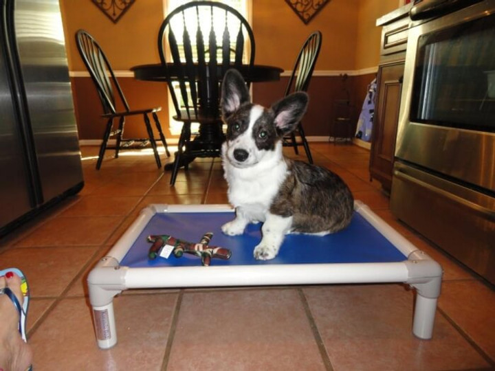 Cardigan Welsh Corgi Dog Beds | Kuranda Dog Beds®