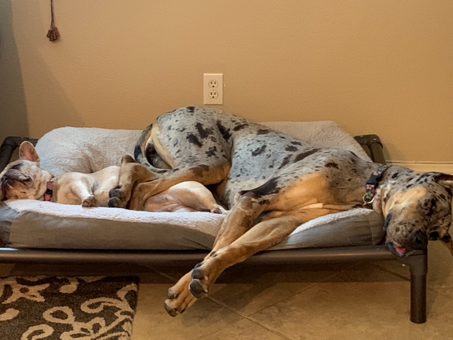 Great Dane Dog Beds | Kuranda Dog Beds®