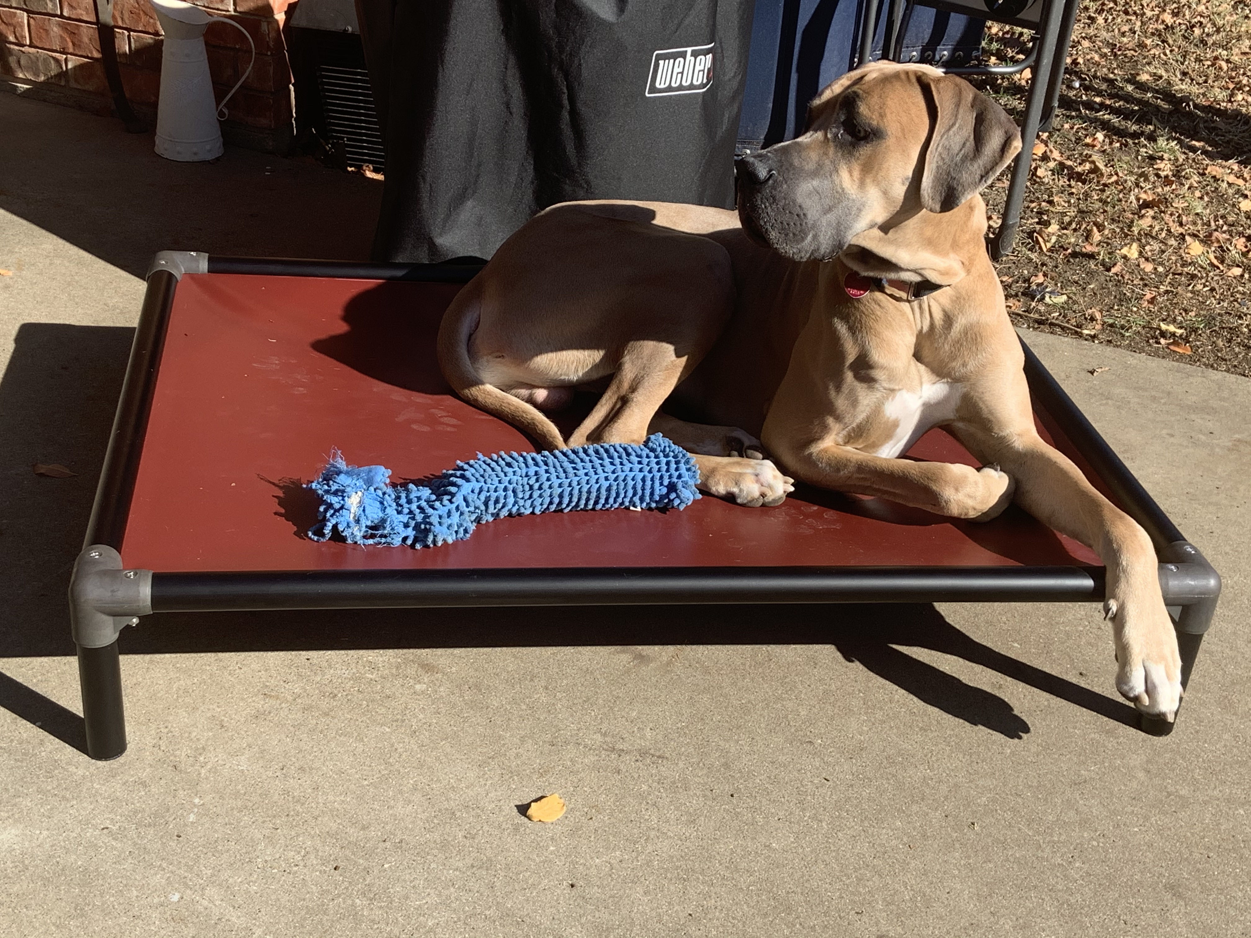 Great Dane Dog Beds | Kuranda Dog Beds®