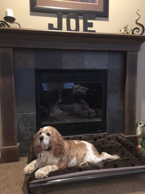Cocker Spaniel Dog Beds | Kuranda Dog Beds®