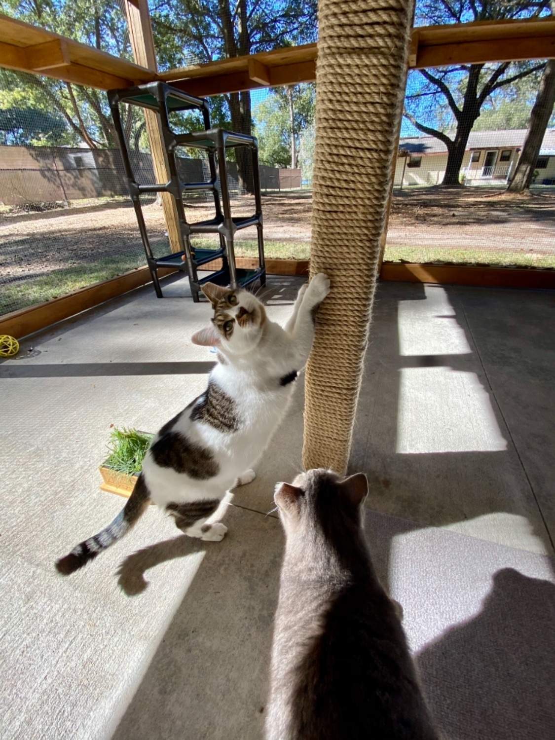 Top 5 Benefits of Catios | Kuranda Dog Beds®