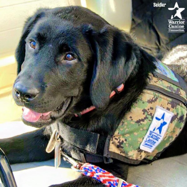 Preparing to Serve: WCC’s Service Dog Training Program | Kuranda Dog Beds®