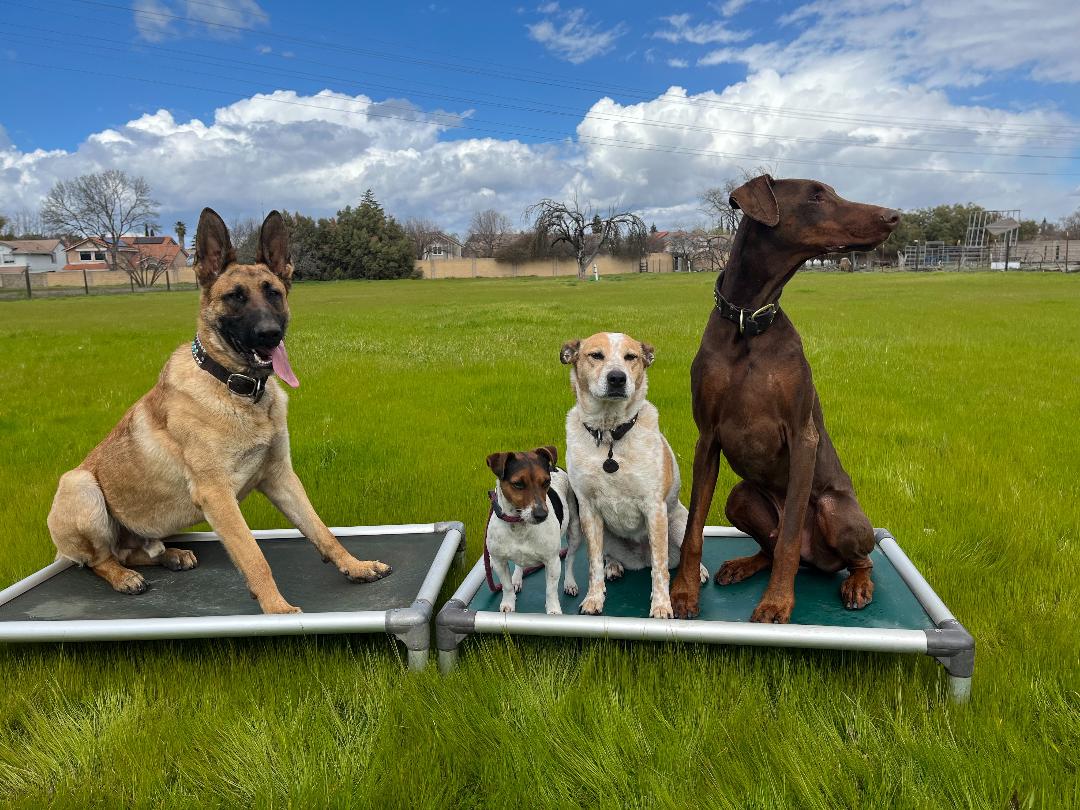 Check Your (Micro) Chip! | Kuranda Dog Beds®