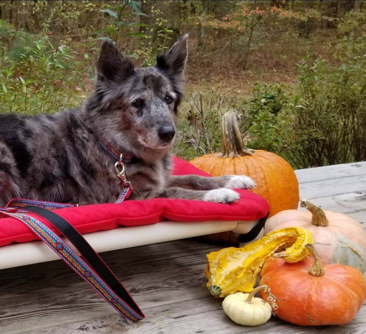 2025 Dog Friendly Fall Fun near Baltimore, Maryland | Kuranda Dog Beds®