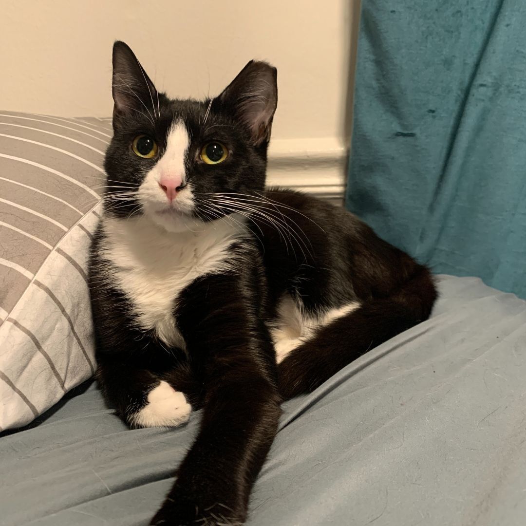 Why is Trap-Neuter-Release (TNR) Important? | Kuranda Dog Beds®