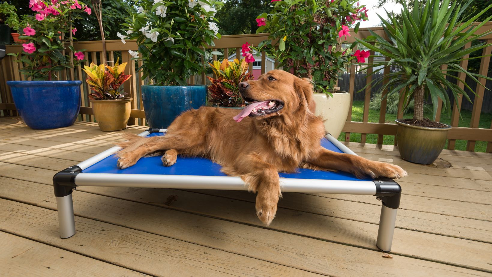 Getting Springtime-Ready with your Pets | Kuranda Dog Beds®