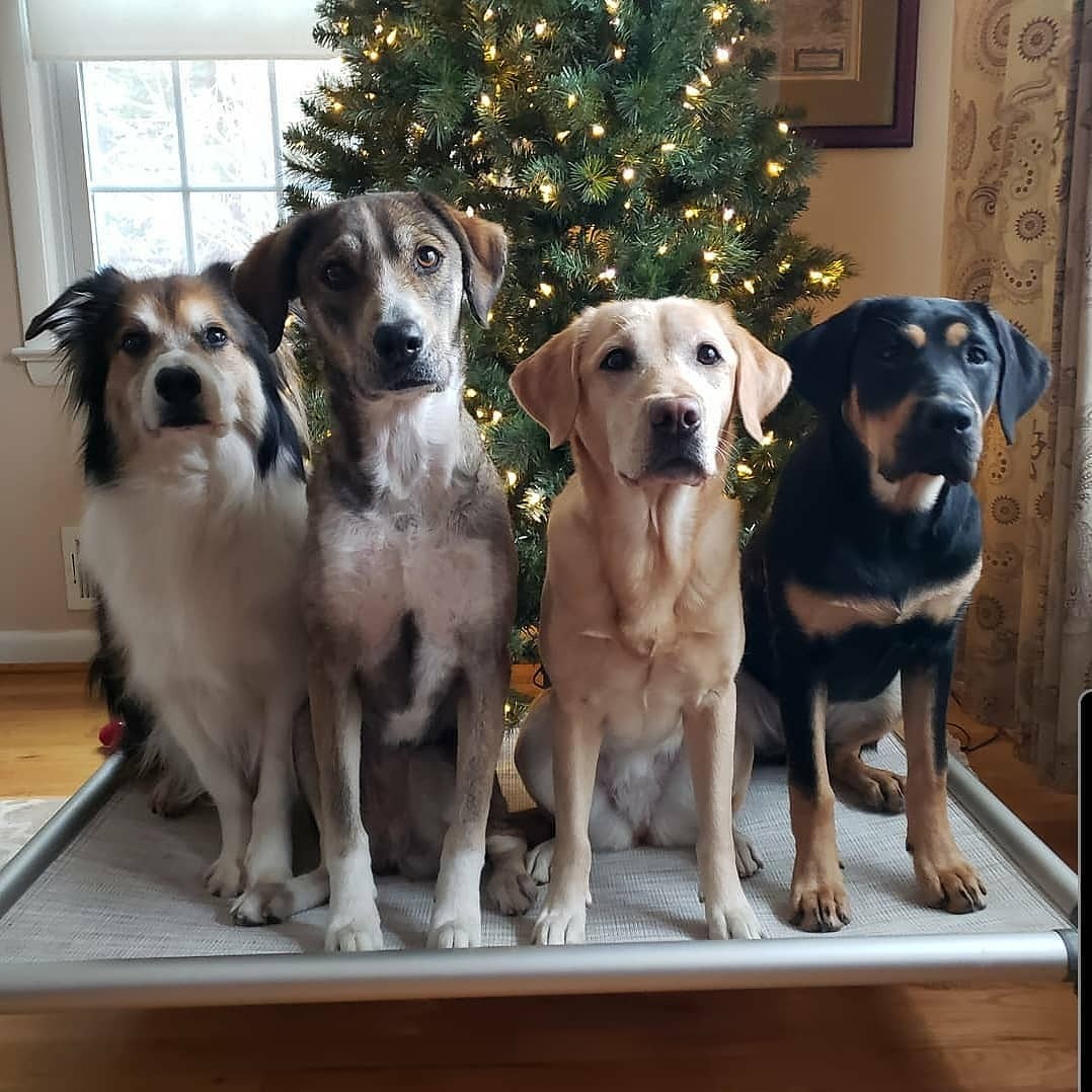 Can Dogs Be Around Christmas Trees