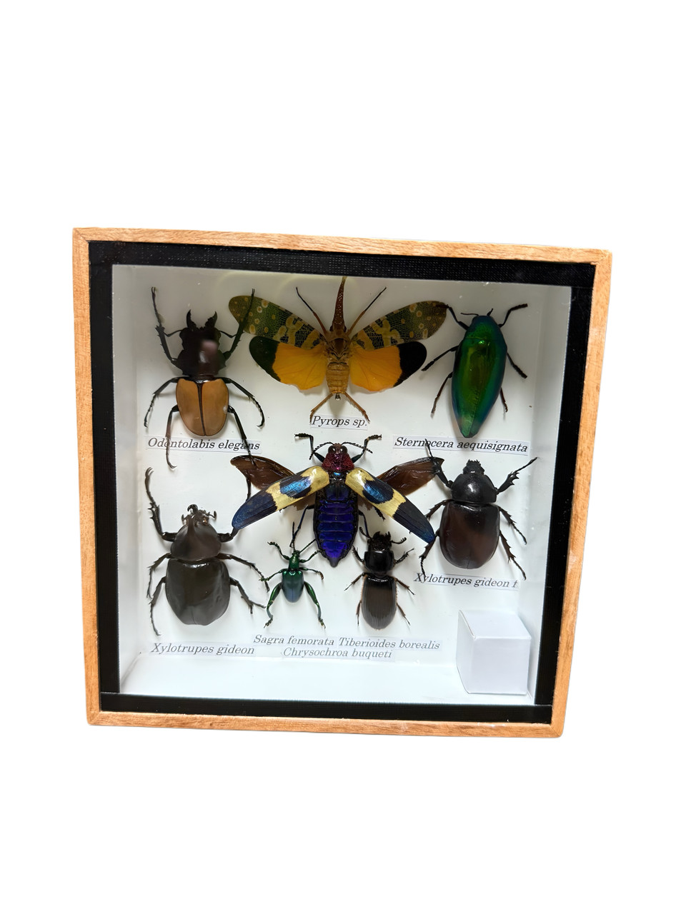 bug display box
