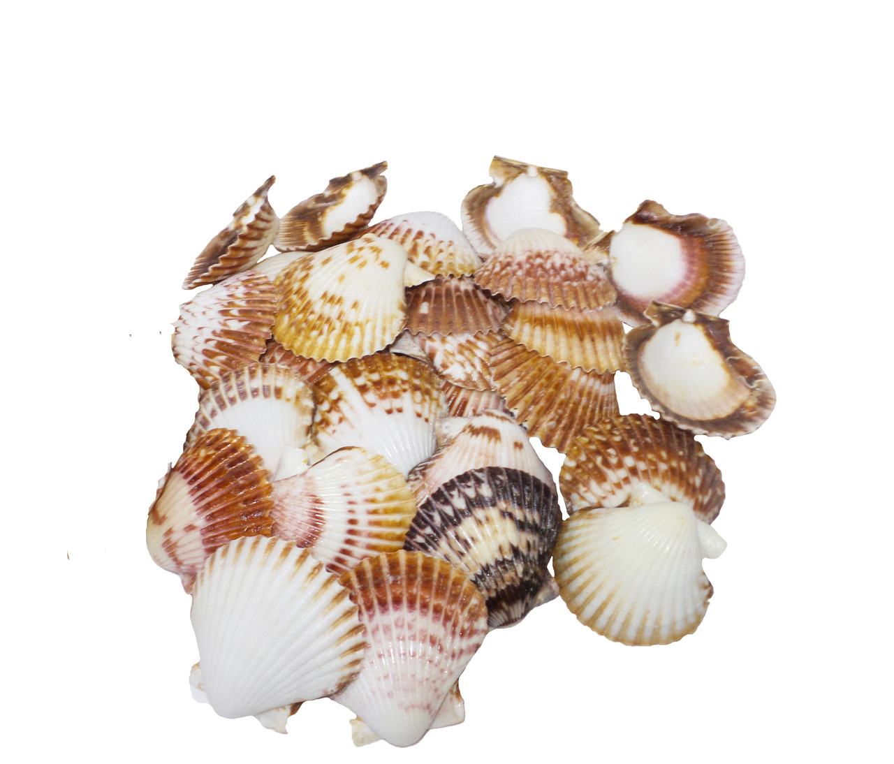 U.S. Shell, Inc. Seashells
