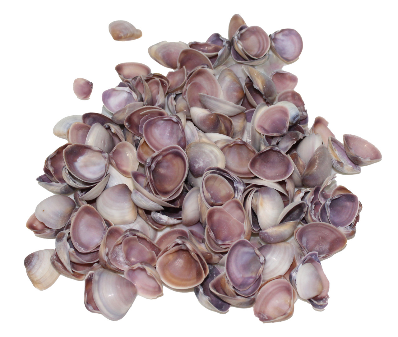 Purple Clam Seashell - www.usshell.com