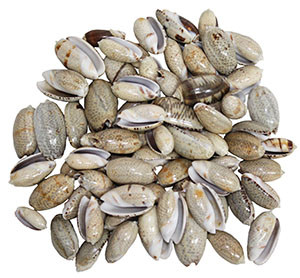U.S. Shell, Inc. Olive Seashells