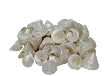 SEASHELLS - Pearlized - Page 1 - www.usshell.com