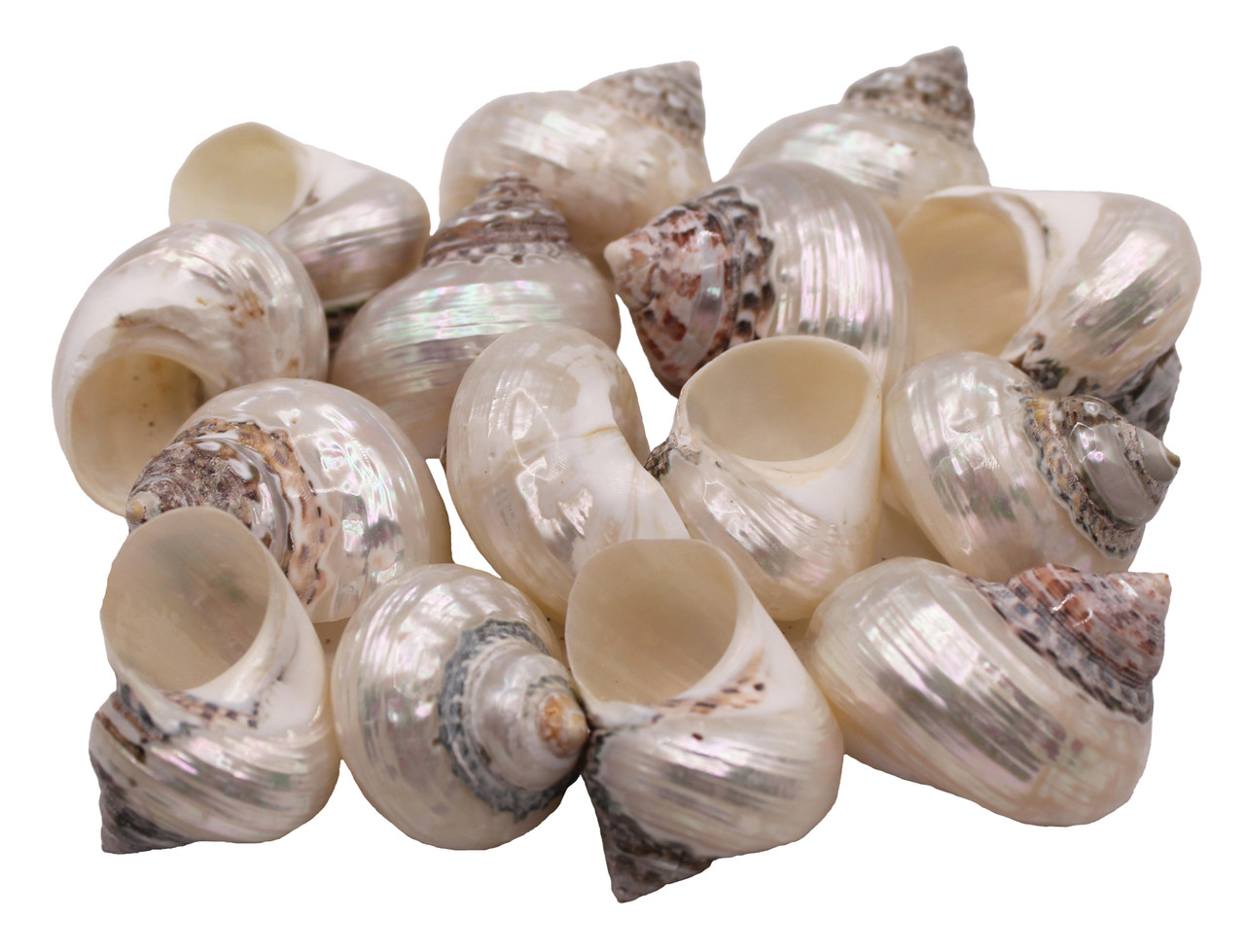 SEASHELLS - Pearlized - Page 1 - www.usshell.com
