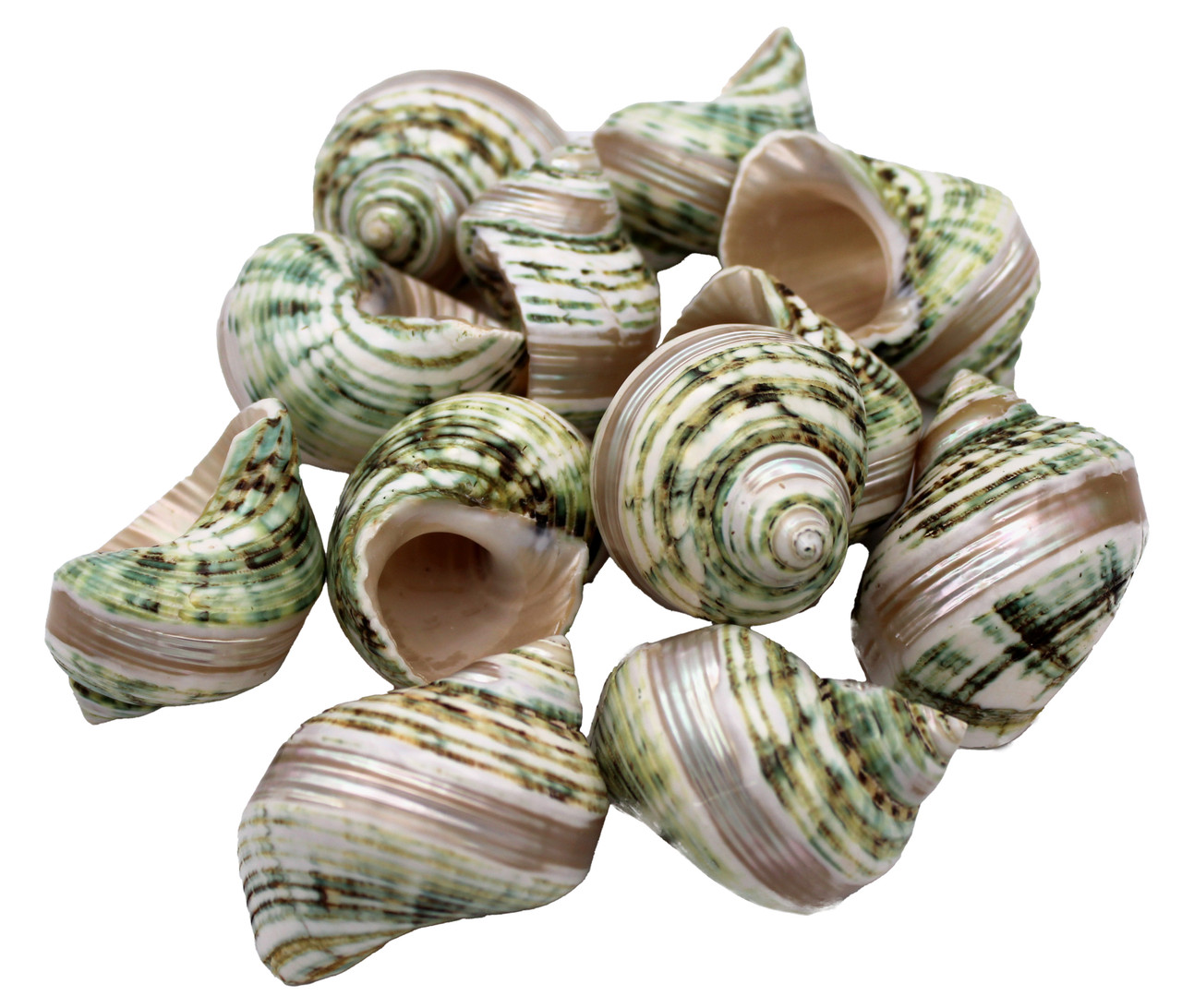 Polished Banded Green Turbo Seashells - www.usshell.com