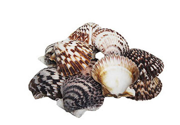 U.S. Shell, Inc. Seashells