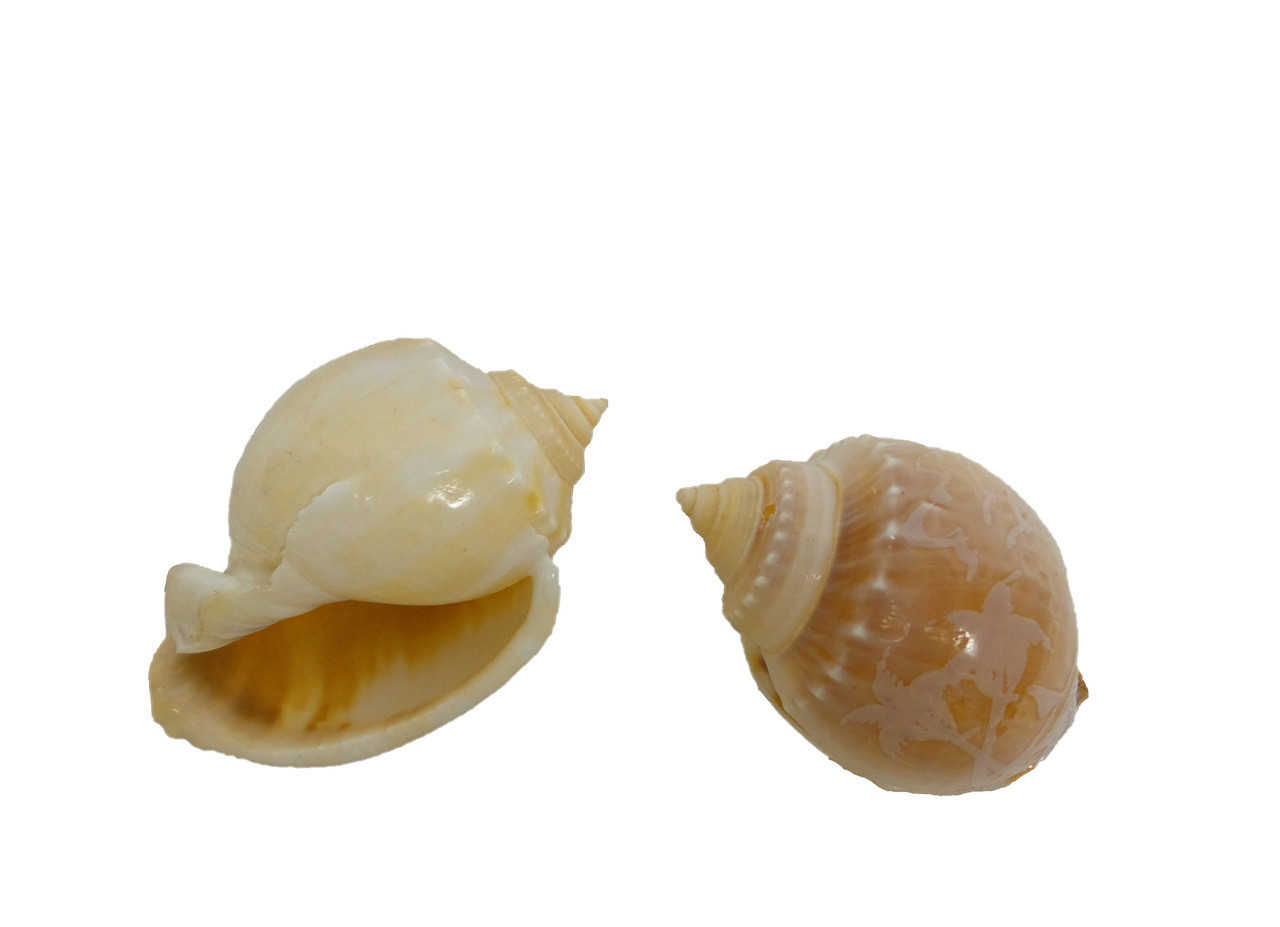 U.S. Shell, Inc. Seashells