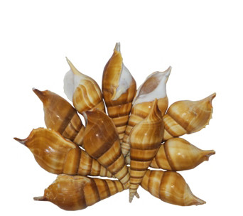 U.S. Shell, Inc. Tibia Curta Seashell