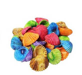 U.S. Shell, Inc. Dyed Ark Seashells