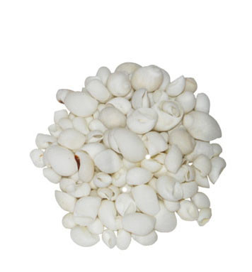 U.S. Shell, Inc. White Natica Seashells