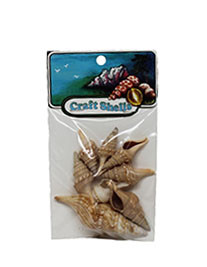 U.S. Shell, Inc. Seashells