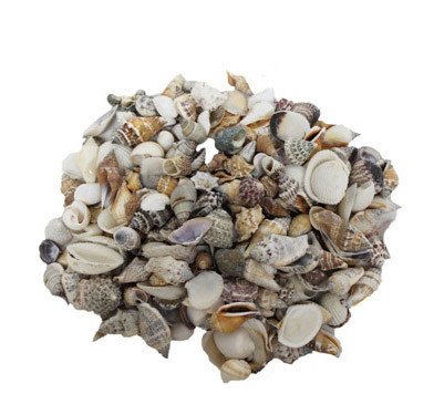 U.S. Shell, Inc. World Mix Seashells