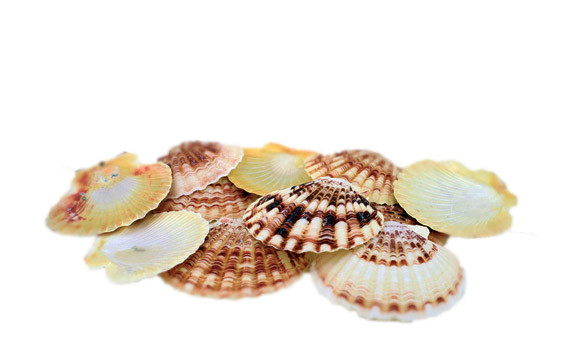 U.S. Shell, Inc. Pecten Macasarensis Seashells