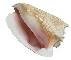 Shattered Conch Shell