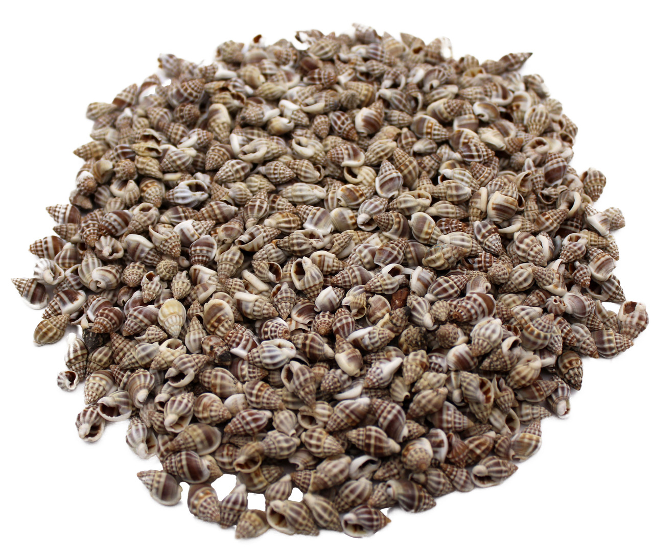 Nassarius Persica - www.usshell.com