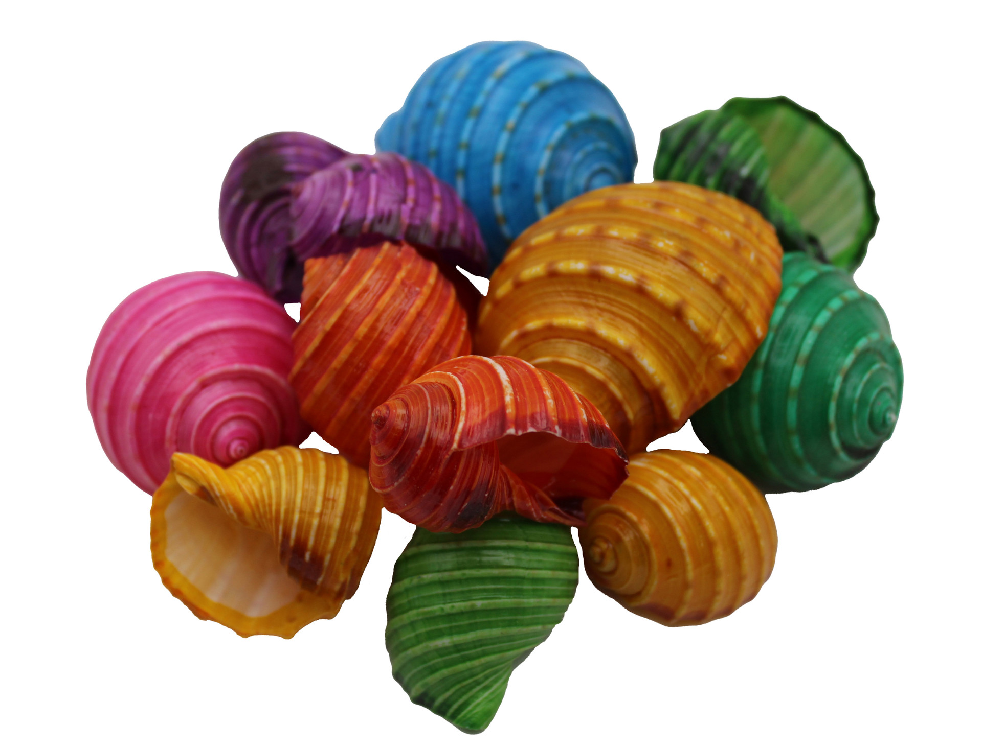 SEASHELLS - Pearlized - Page 1 - www.usshell.com