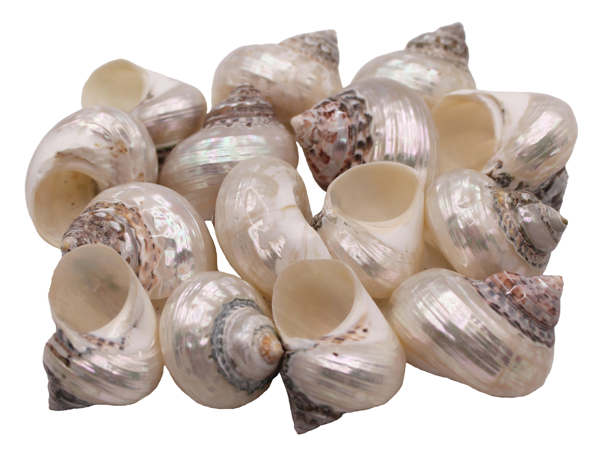 SEASHELLS - Pearlized - Page 1 - www.usshell.com