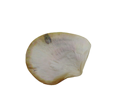 SEASHELLS - Pearlized - Page 1 - www.usshell.com