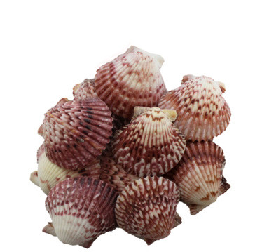 U.S. Shell, Inc. Seashells