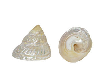 SEASHELLS - Pearlized - Page 1 - www.usshell.com