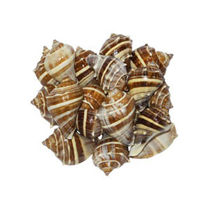 U.S. Shell, Inc. Queen Helmet Seashells