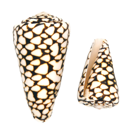 Marble Cones