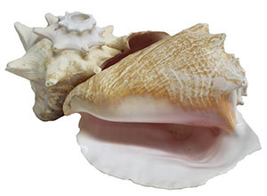 All Products - Seashells - Page 1 - www.usshell.com